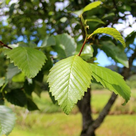¿es Aliso Rojo Una Madera Dura