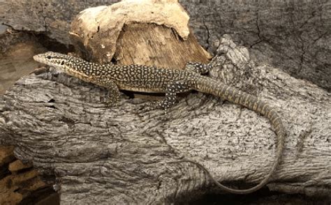 Varanus Timorensis From Lospalos Lautém District Timor Leste Members