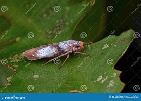 Beautiful Leafhopper Resting On Green Leaf Stock Image Image Of