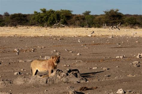 Premium Photo Lioness Standing Alone At A Waterhole