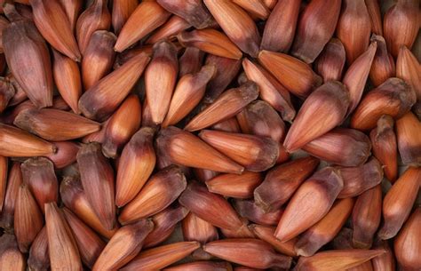 Premium Photo Closeup Of Pinions Or Pine Tree Seeds Food Backdrop