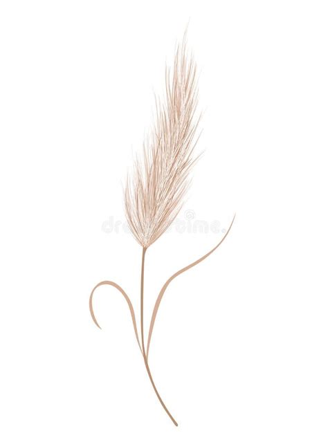 Plume Grass Stock Illustrations 77 Plume Grass Stock Illustrations