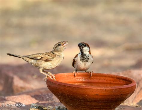 House Sparrows Feeding