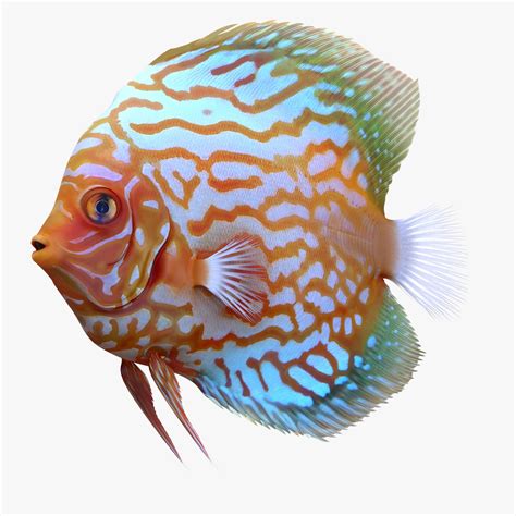 Symphysodon Fish 3d Model Ad