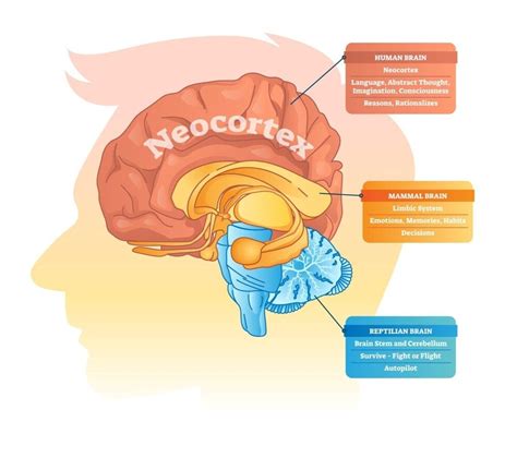 The Re Build Of Luna Classic Is Not In The Neocortex In The Limbic