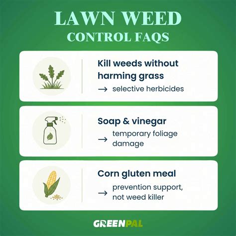 How To Get Rid Of Lawn Weeds And Prevent Them Quickly Greenpal