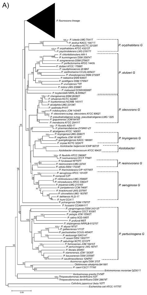 Frontiers Genome Based Taxonomic Classification Of The 52 Off
