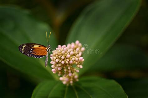 Heliconius Numata Numata Longwing Butterfly Costa Rica Courtship Mating Fly Insect On Flower