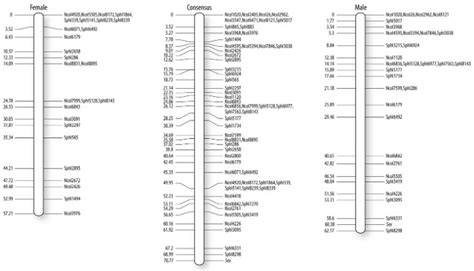 New Publication Mapping The Sex Determination Locus In The Hāpuku