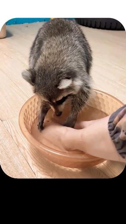 راکن‌ها رو آورد بیرونحیوانات Youtube