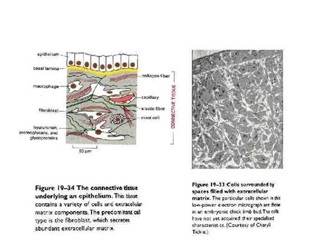 Фибронектин Figure 1 Fibronectin Primary Structure The