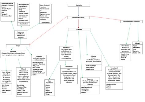 Epithelim Tissue Chart Pericardium Sac Around Heart Peritoneum