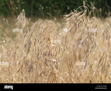 The Photograph Features Bromus Tectorum Commonly Known As Cheatgrass In A Natural Setting The