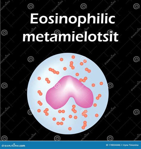 Eosinophil Structure Eosinophil Blood Cells White Blood Cells