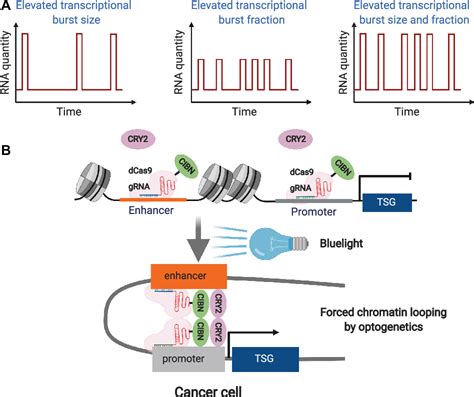 Figure 1 From Revisiting 3d Chromatin Architecture In Cancer
