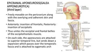 Scalp Forensic Antomy Pptx