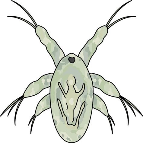 Acartia Tonsa Larval Stage Nauplii Figure Science Figures