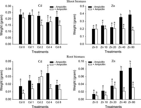 Influence Of Bacterial Inoculation On Shoot And Root Biomass Mean