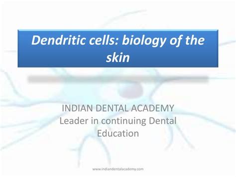 Dendritic Cells Biology Of The Skin Ppt
