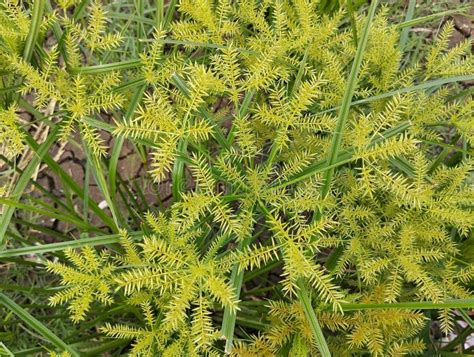 Nut Grass Or Yellow Nutsedge Cyperus Esculentus In Garden Stock Image