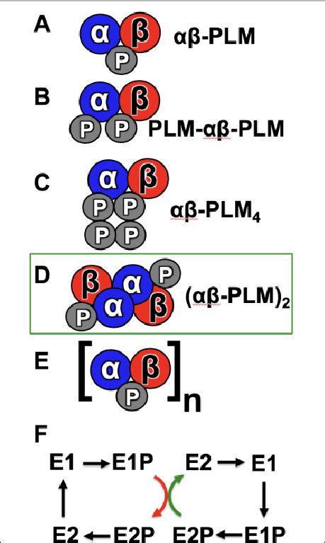 The Stoichiometry Assembly And Function Of The Nka Regulatory