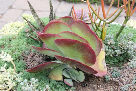 Red Pancake Plant