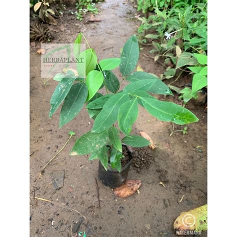 Jual Bibit Pohon Cassia Fistula Tanaman Pelindung Dan Hias Golden Sower Shopee Indonesia