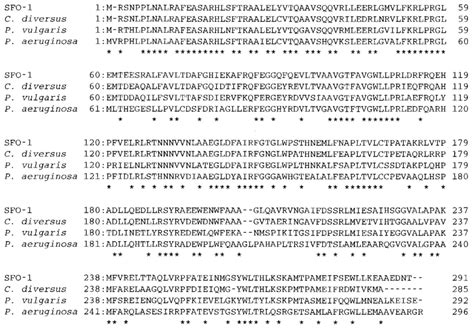 Alignment Of Deduced Amino Acid Sequence Of Ampr Of Sfo 1 With Download Scientific Diagram