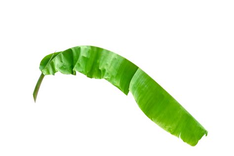 Green Leaves Pattern Leaf Banana Isolated 24699726 Png