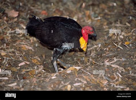 Australian Brush Turkey Alectura Lathami Male Pawing On Its Nest Queensland Australia