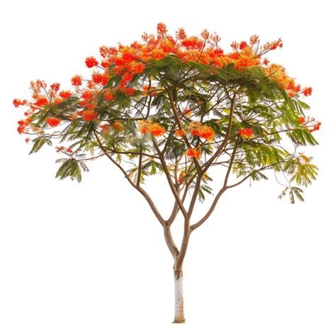 African Tree Pngs For Free Download