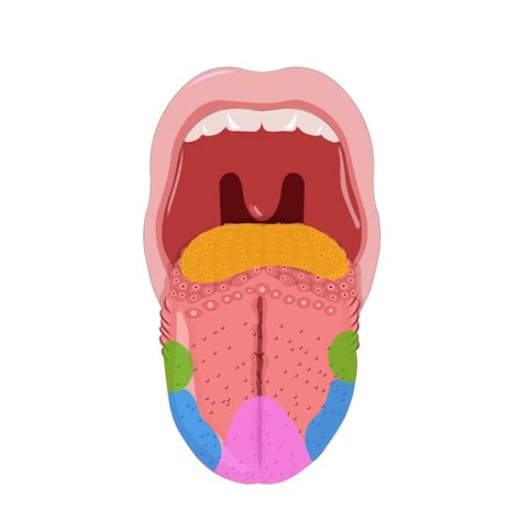 Tongue Anatomy Premium Vector