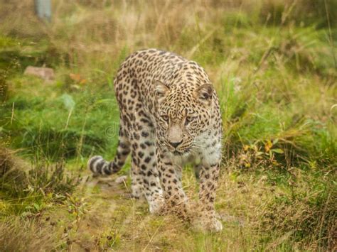 Leopard 1 Stock Image Image Of Animal Wildlife Nature 100745245