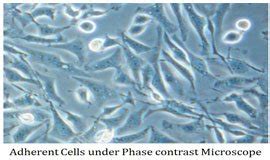 Difference Between Phase Contrast And DIC Microscope EasyBiologyClass