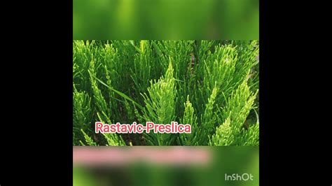 Rastavic Leči Najteža Oštećenja Pršljenova Rane I Truljenje Kosti