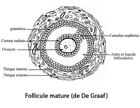 Follicules Ovariens Dr Kara Zaitri Ma