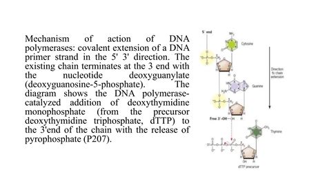 Mutation Repair And Dna Replicationpptx