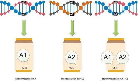 Co Dominant Expression Of Csn 2 Gene A1a1 Genotype Produces A1 Beta