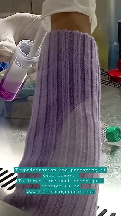 Trypsinization And Passaging Of Cell Lines Biotechnology Biology Experiment Cancer Trending