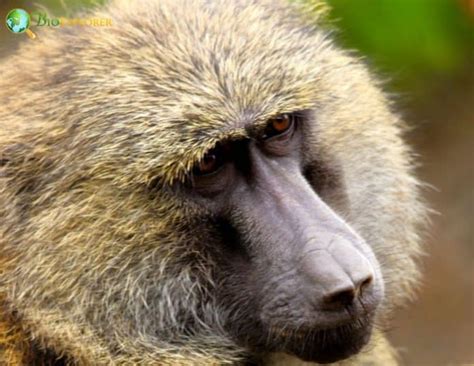 Olive Baboon Characteristics Papio Anubis Diet And Facts Bioexplorer