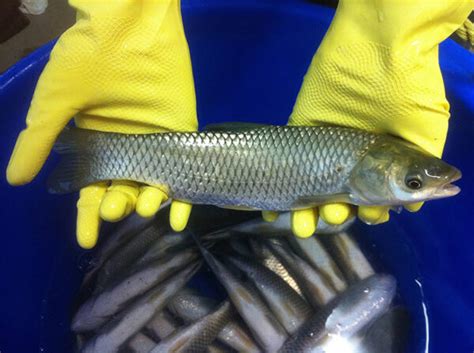 Grass Carp Spawning For First Time In Central Basin Of Lake Erie