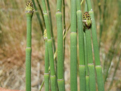 Equisetum Laevigatum Stem