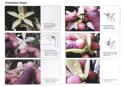 Vanilla Technical Session Pollination