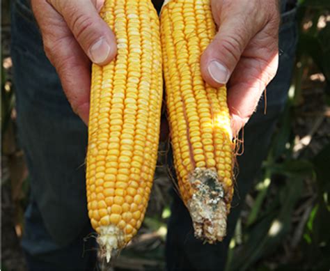 Above Ground Pest Control Syngenta Corn Traits