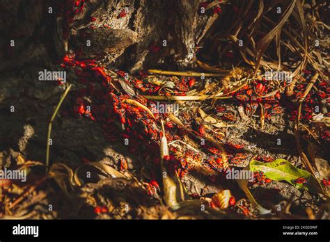 Red Bug Accumulation Of Soldier Bugs Red Beetles In Sun Flock Of