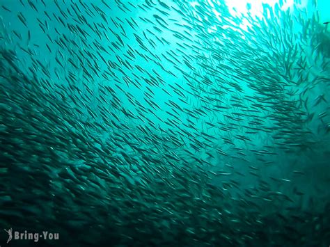 【宿雾】墨宝自由行最强攻略2025：沙丁鱼风暴、海龟、一日游潜水景点一网打尽 Bringyou