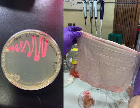 Bacteria Dyes Kate Reed