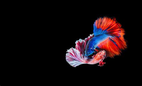 Sony Oled Tv Display Incredible 4k Oled Tv