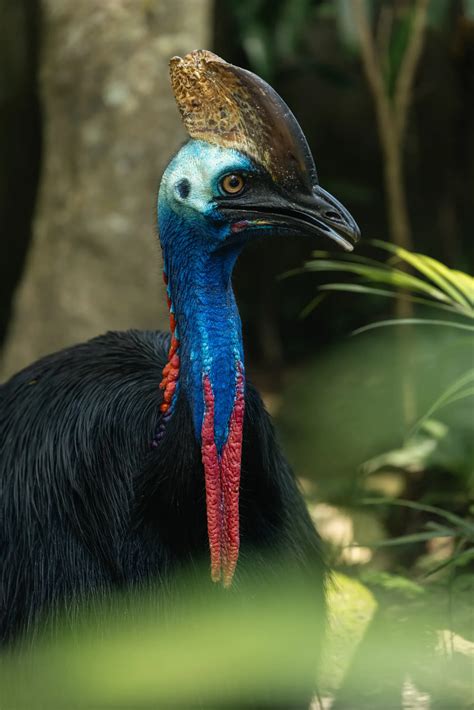 Burung Kasuari Ciri Khas Habitat Dan Status Konservasinya