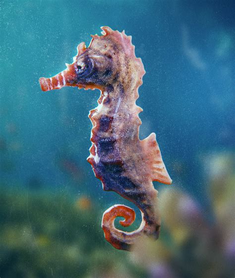 Real Seahorse Images